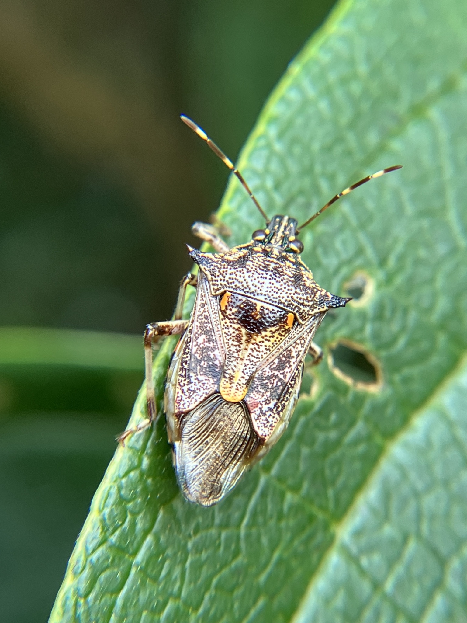 Eocanthecona furcellata (Wolff, 1811)