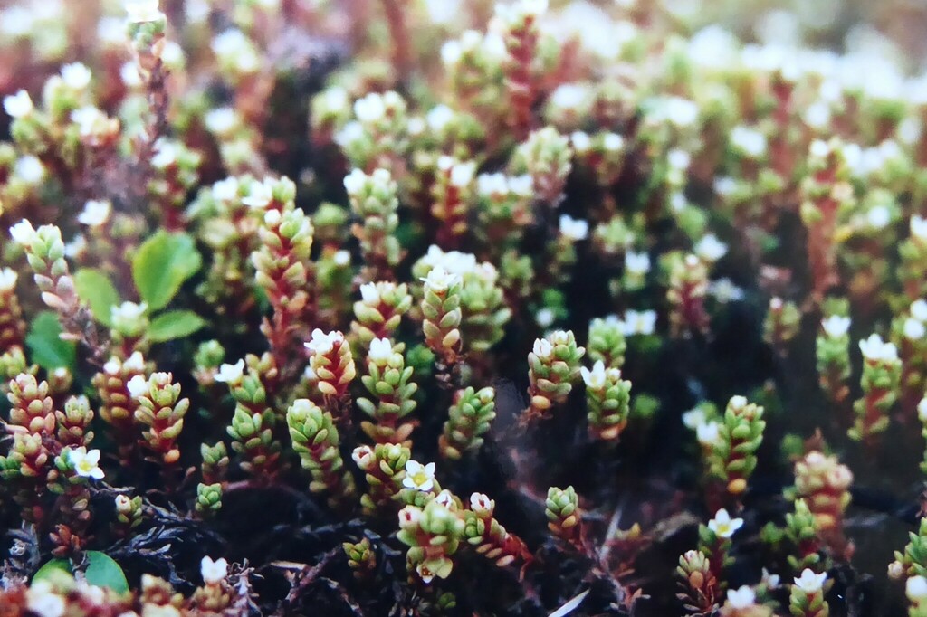 Shore Stonecrop from Ocean Grove, Dunedin, New Zealand on October 23 ...
