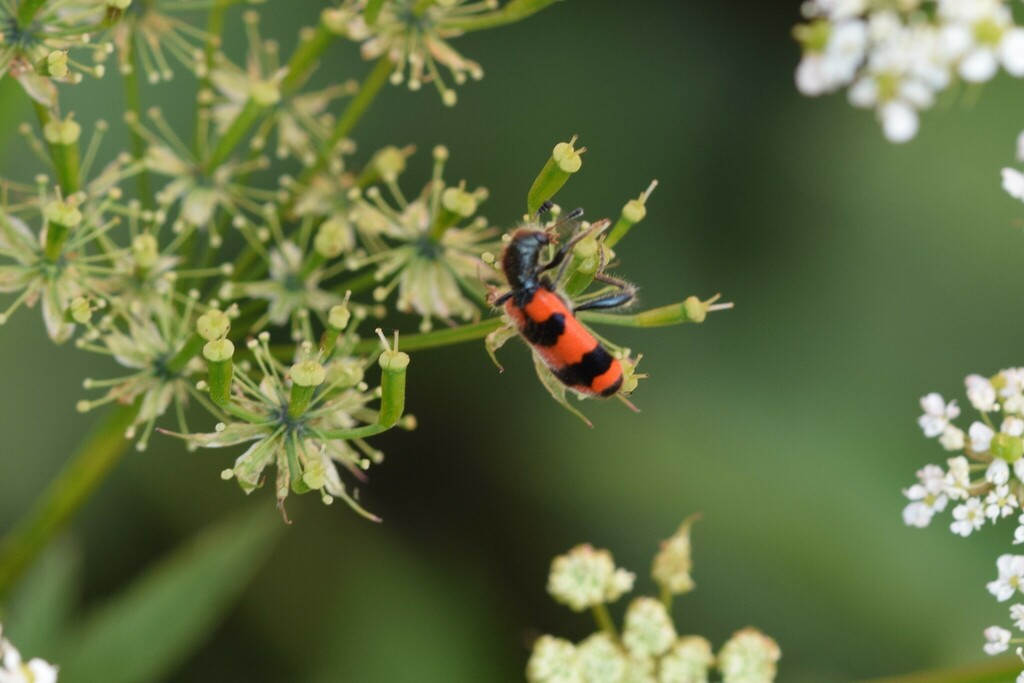 Bee-eating Beetle from Șinca 507206, Romania on July 15, 2022 at 11:03 ...