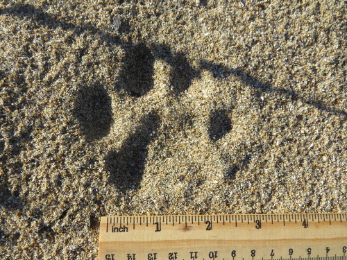 Mountain Lion Tracks – NatureTracking