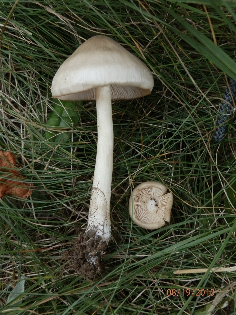 Stubble Rosegill from Pembroke, Maine, USA on August 19, 2013 by ...