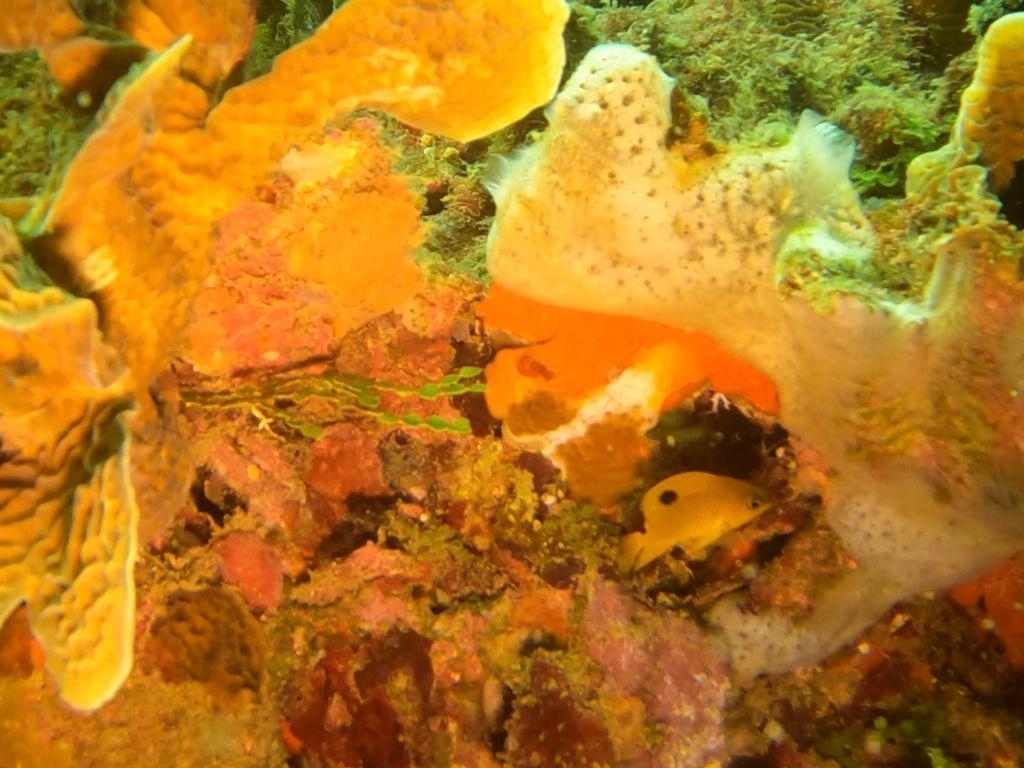 Antennarius from Scuba Portobelo on November 27, 2022 by bikerli7811 ...