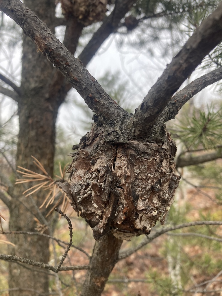 Pine-oak gall rust from Hines St, Sudbury, ON, CA on November 27, 2022 ...