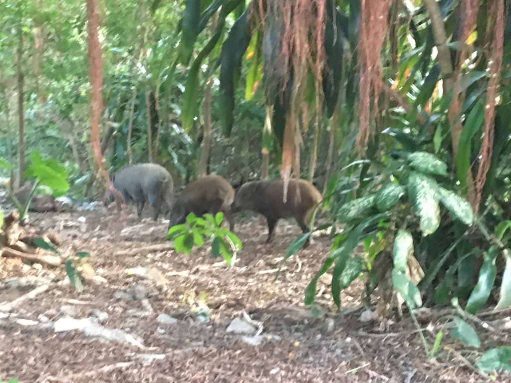 Wild Boar from Lamma Island, Lamma Island, New Territories, HK on ...
