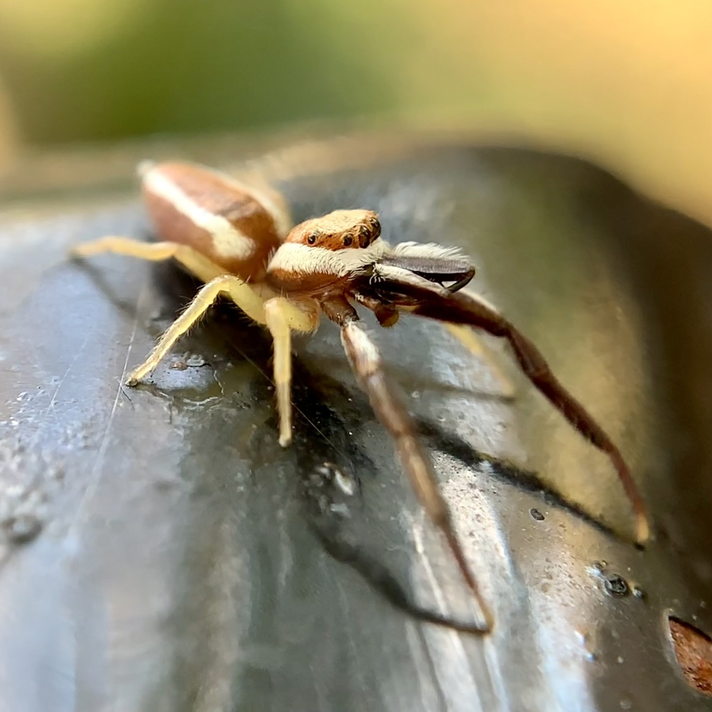 Common Hentz Jumping Spider in November 2022 by Nicole. Adult male HQ ...