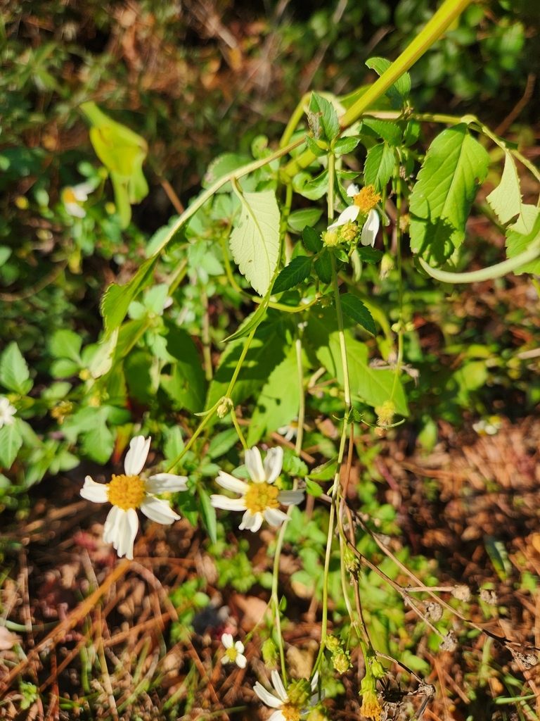 White beggarticks from Gulf State Park on November 27, 2022 at 03:21 PM ...