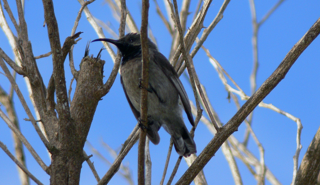 Seychelles Sunbird from Pier Ward, Seychelles on March 17, 2008 at 02: ...