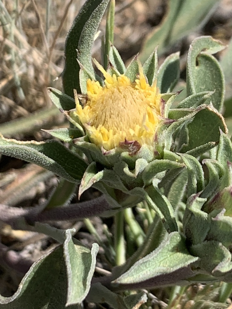 Large-flower Goldenweed (Pyrrocoma carthamoides) - Botanical Realm