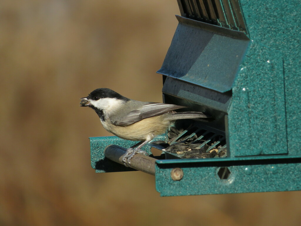 Carolina × Black-capped Chickadee from Cumberland County, PA, USA on ...