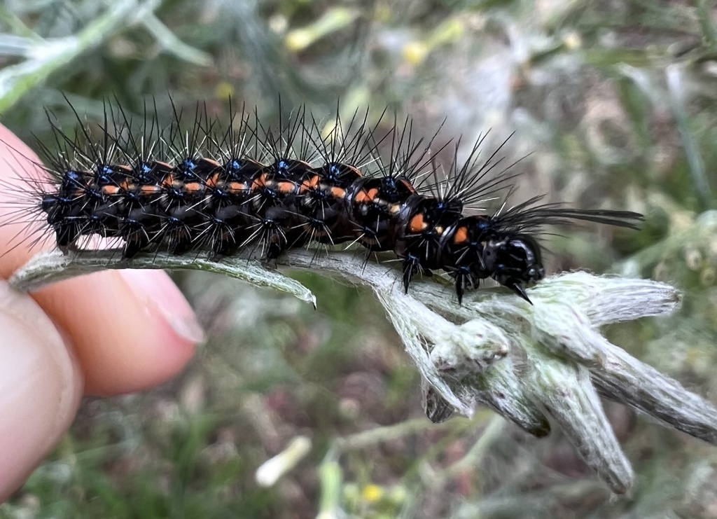Australian magpie moth from Urban Forest, Malvern East, VIC, AU on ...