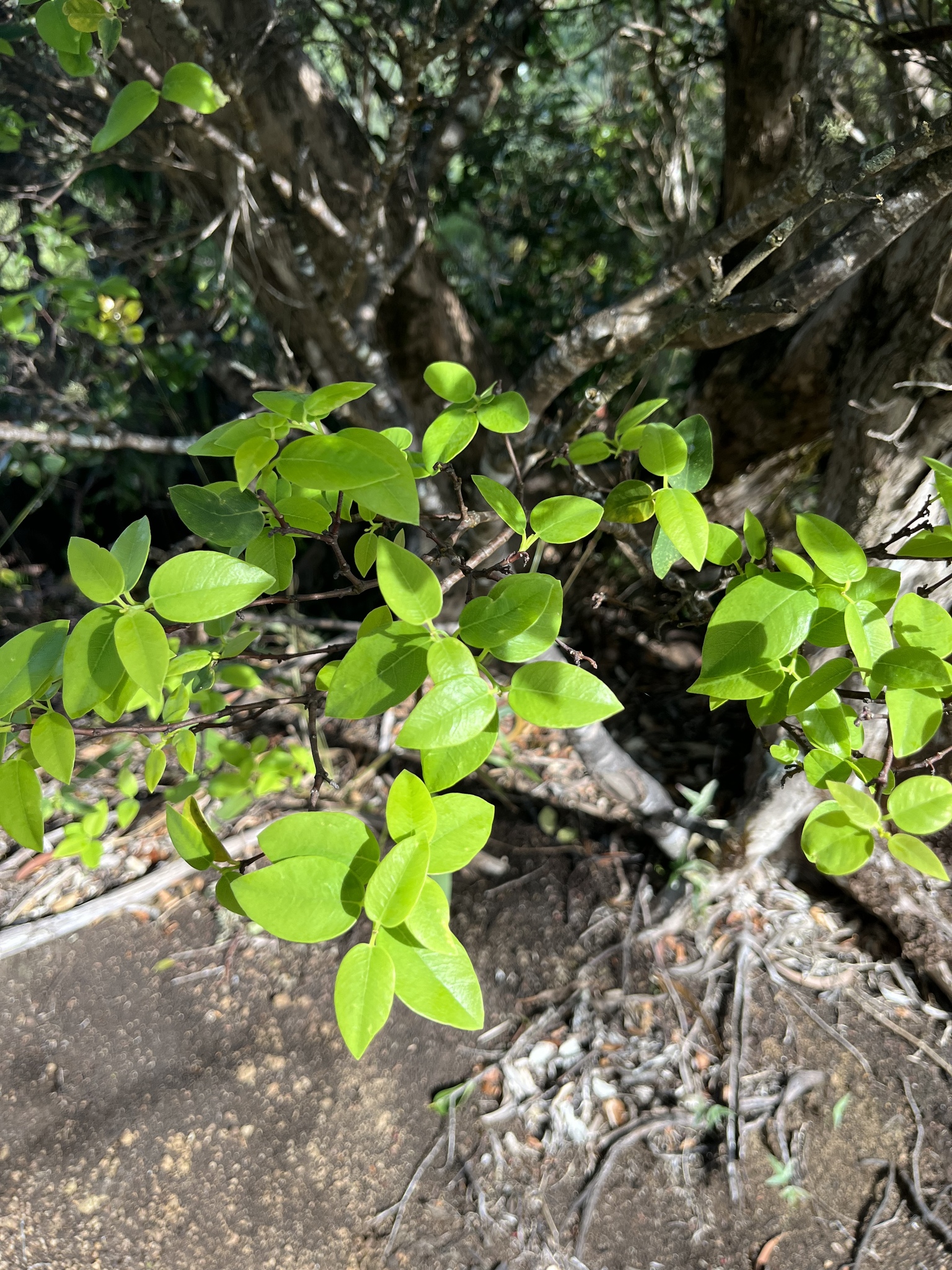 Wikstroemia oahuensis (A.Gray) Rock