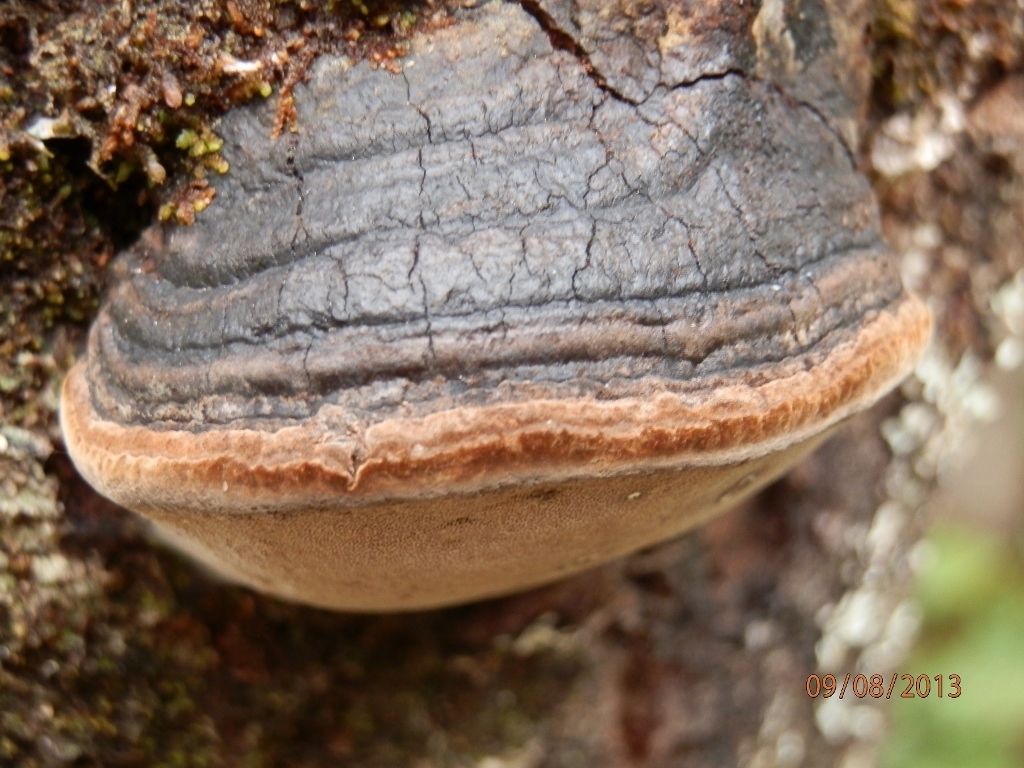 Aspen Bracket from Baring, Maine, USA on September 08, 2013 by ...