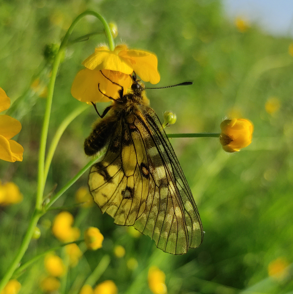 Eversmann's Parnassian (Parnassius eversmanni) (Wildlife of the United ...