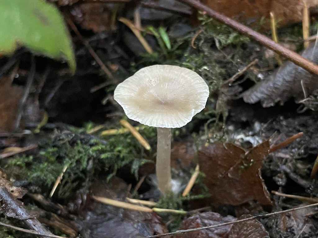 Pink-gilled Clitocybe from 112th Ave NE, Kirkland, WA, US on November ...