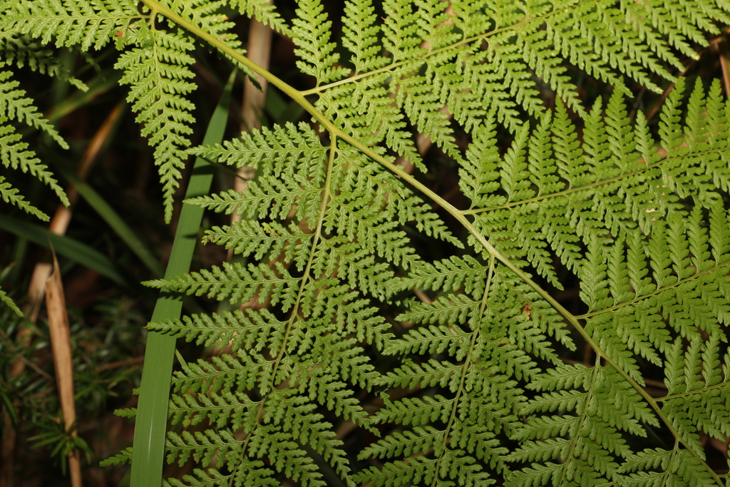 Common Ground Fern from Guanaba-Springbrook, Queensland, Australia on ...