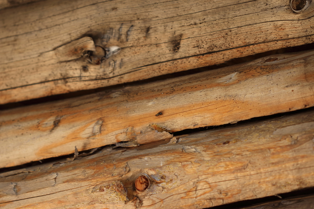 Narrow-Banded Picture-Winged Fly from Thompson-Nicola, BC, Canada on ...
