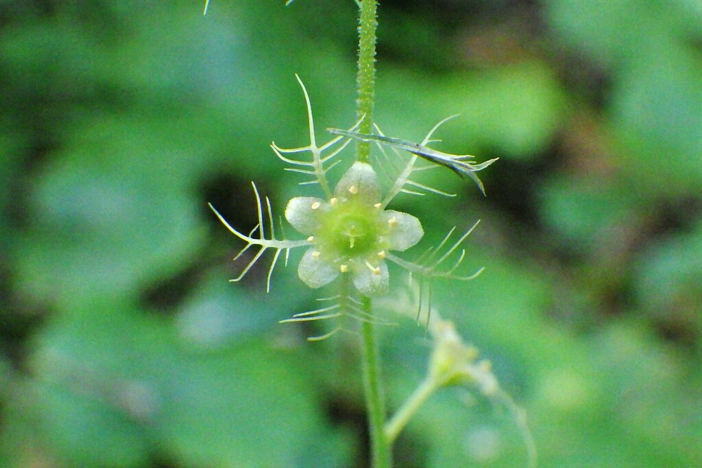 Miterworts (Mitella) - Botanical Realm