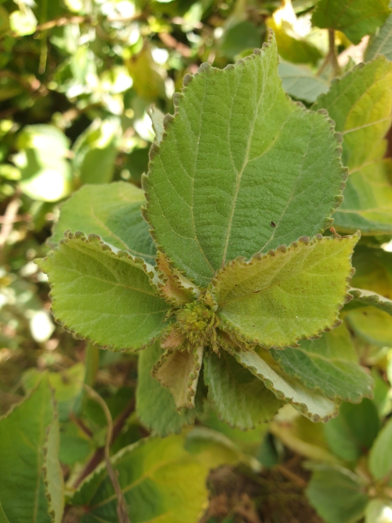 Chinese Bur from Yaroomba QLD 4573, Australia on November 22, 2022 at ...