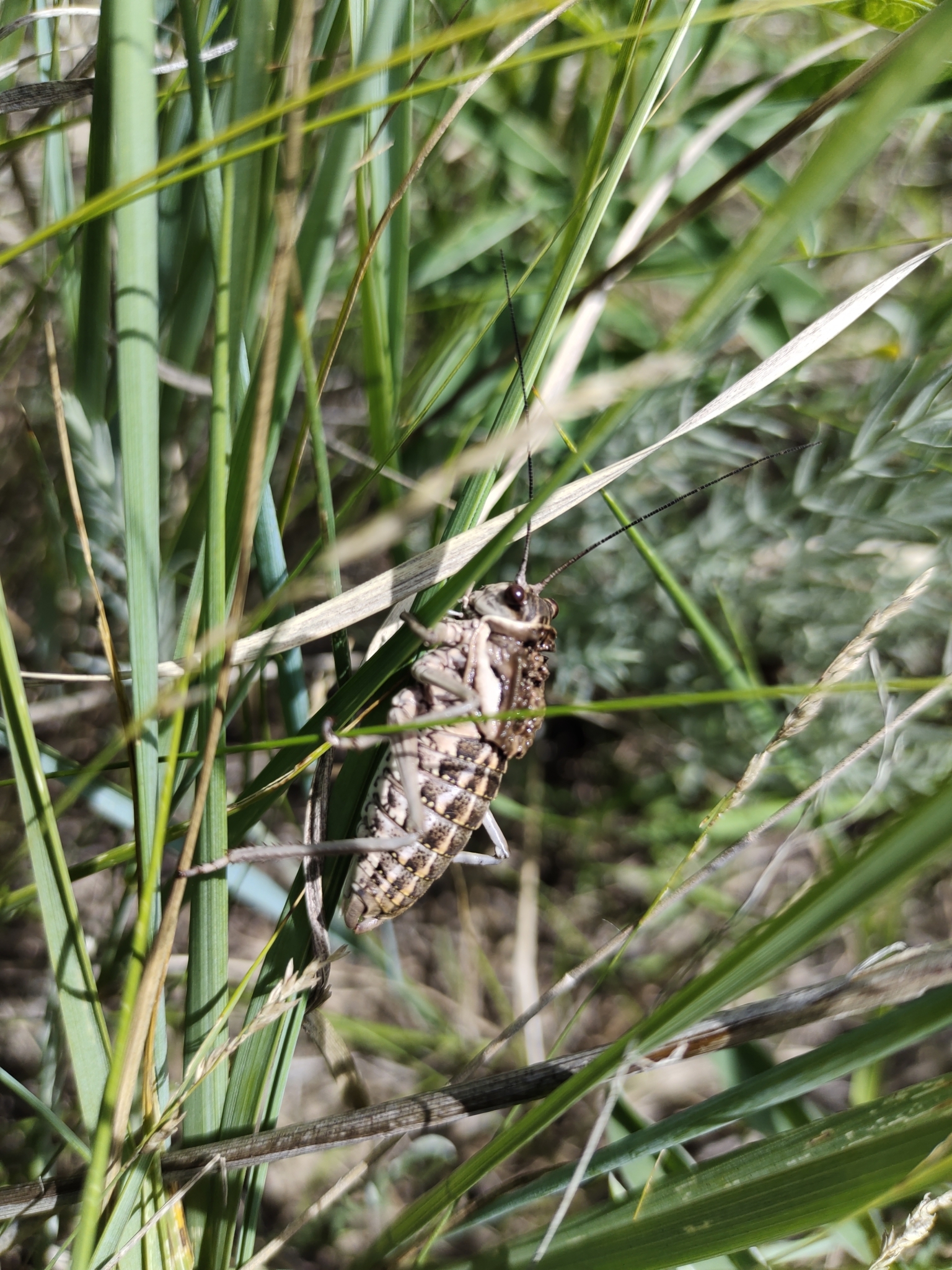 Deracantha Fischer von Waldheim, 1833