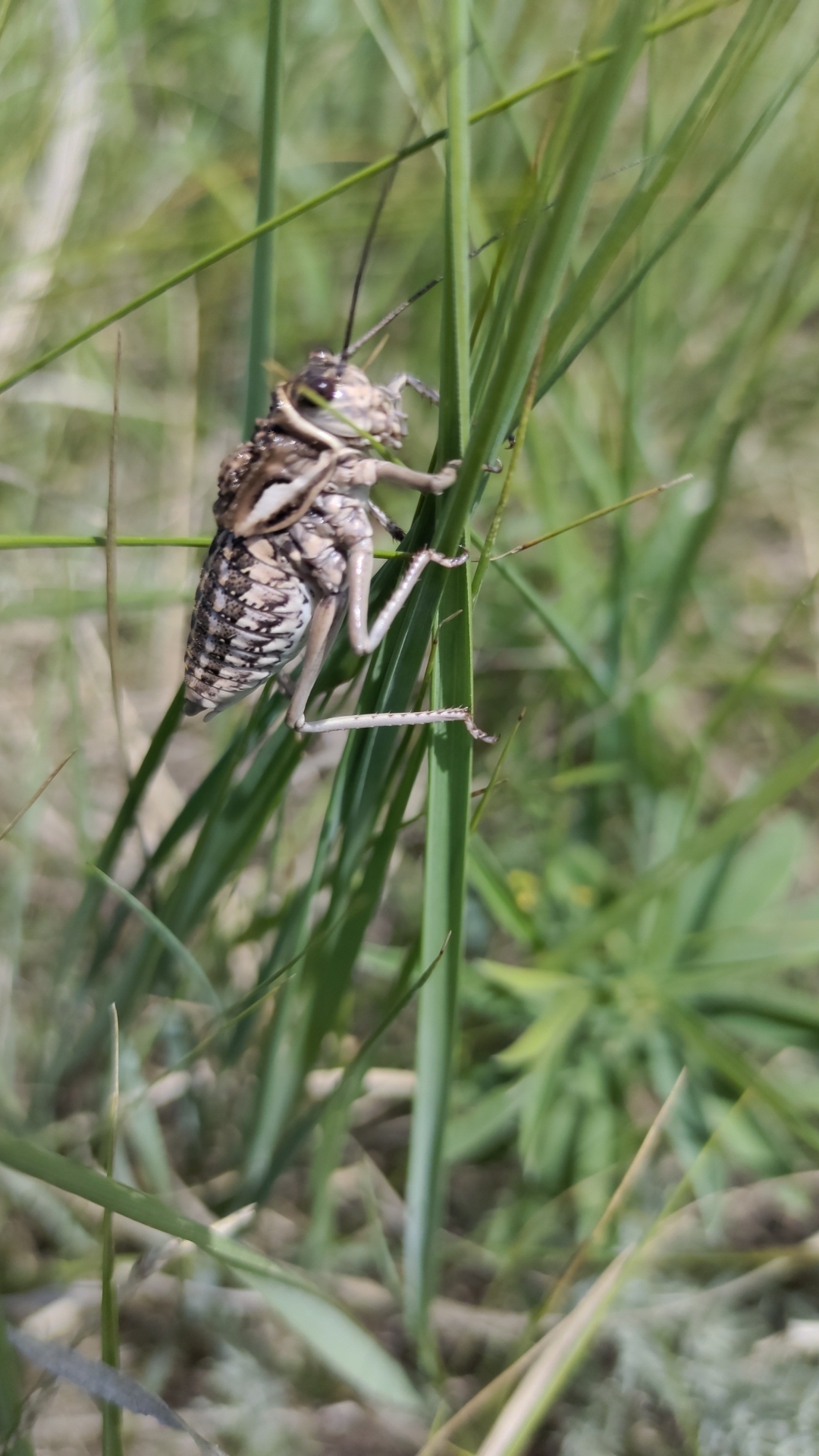Deracantha Fischer von Waldheim, 1833