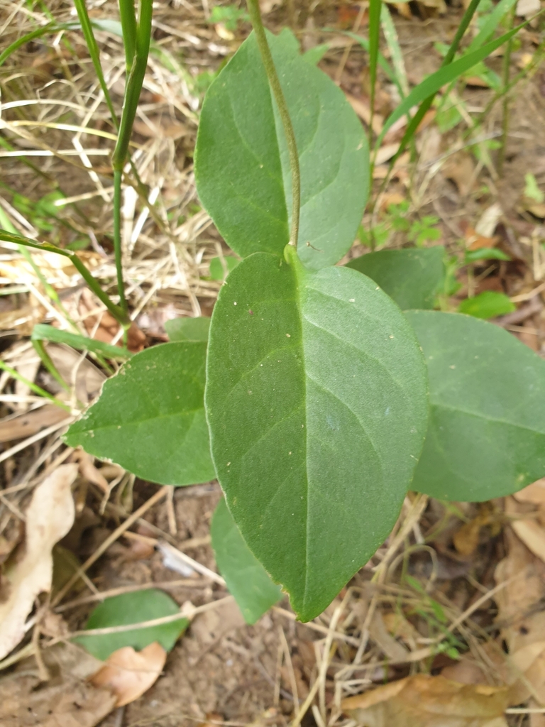 Mignonette vine from Caloundra - Hinterland, AU-QL, AU on November 23 ...