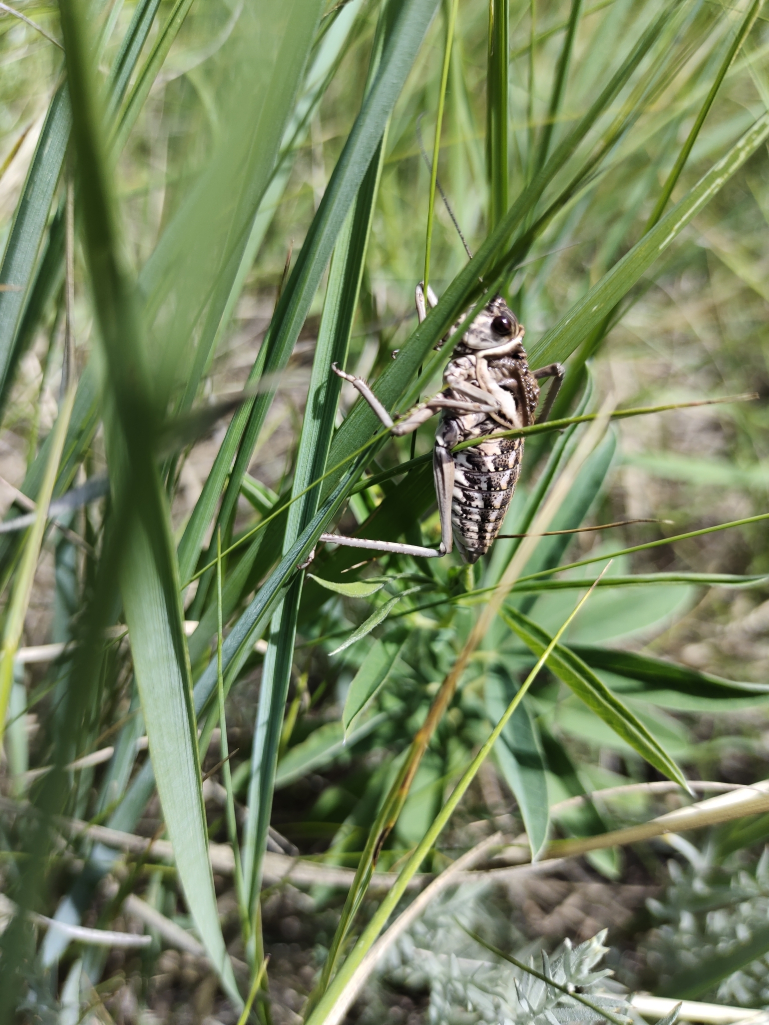 Deracantha Fischer von Waldheim, 1833