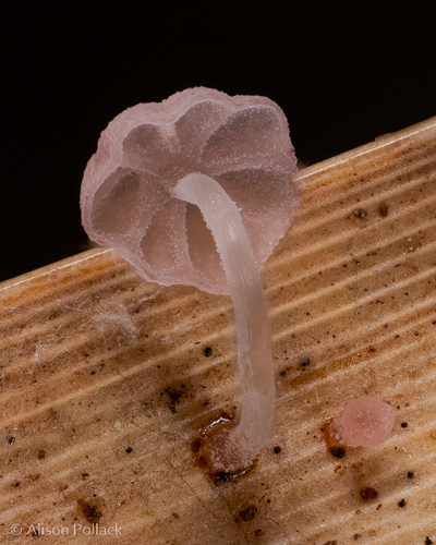 Mycena tubarioides (Mycena (including Phloeomana) of the US) · iNaturalist