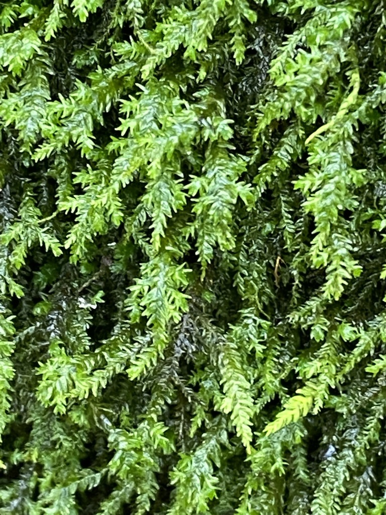 tree-skirt moss from Sevenmile Island WMA, Lauderdale County, AL, USA ...