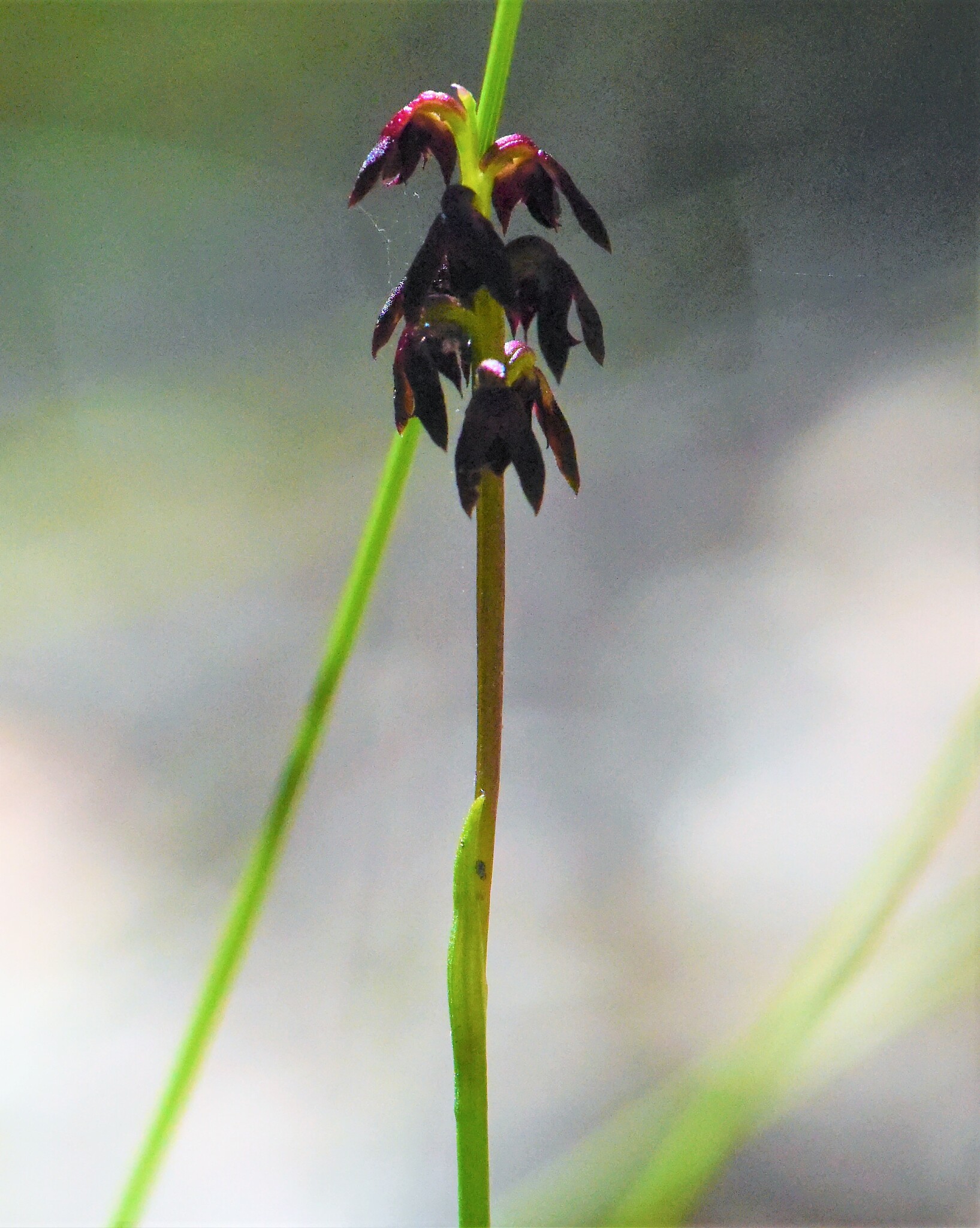 Genoplesium vernale D.L.Jones