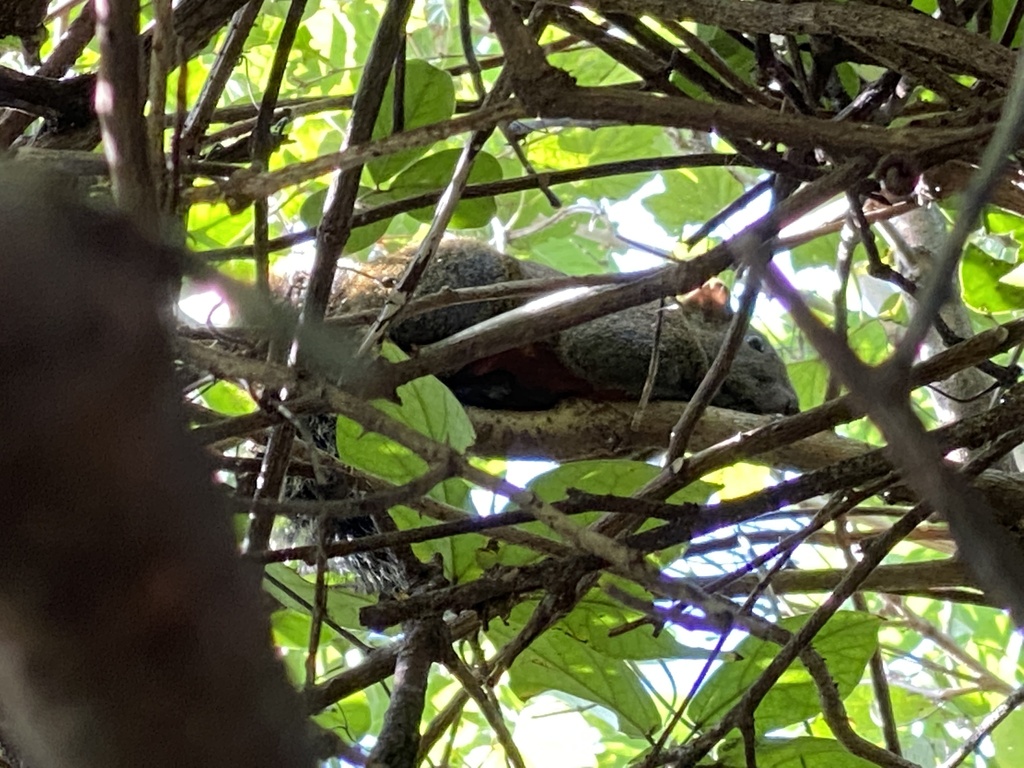 Taiwan Squirrel from 國立臺灣海洋大學, 中正區, TW on November 28, 2022 at 01:46 PM ...