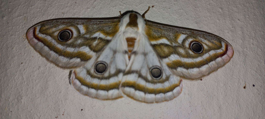 Southern Marbled Emperor from Jabulani Safaris on November 28, 2022 at ...
