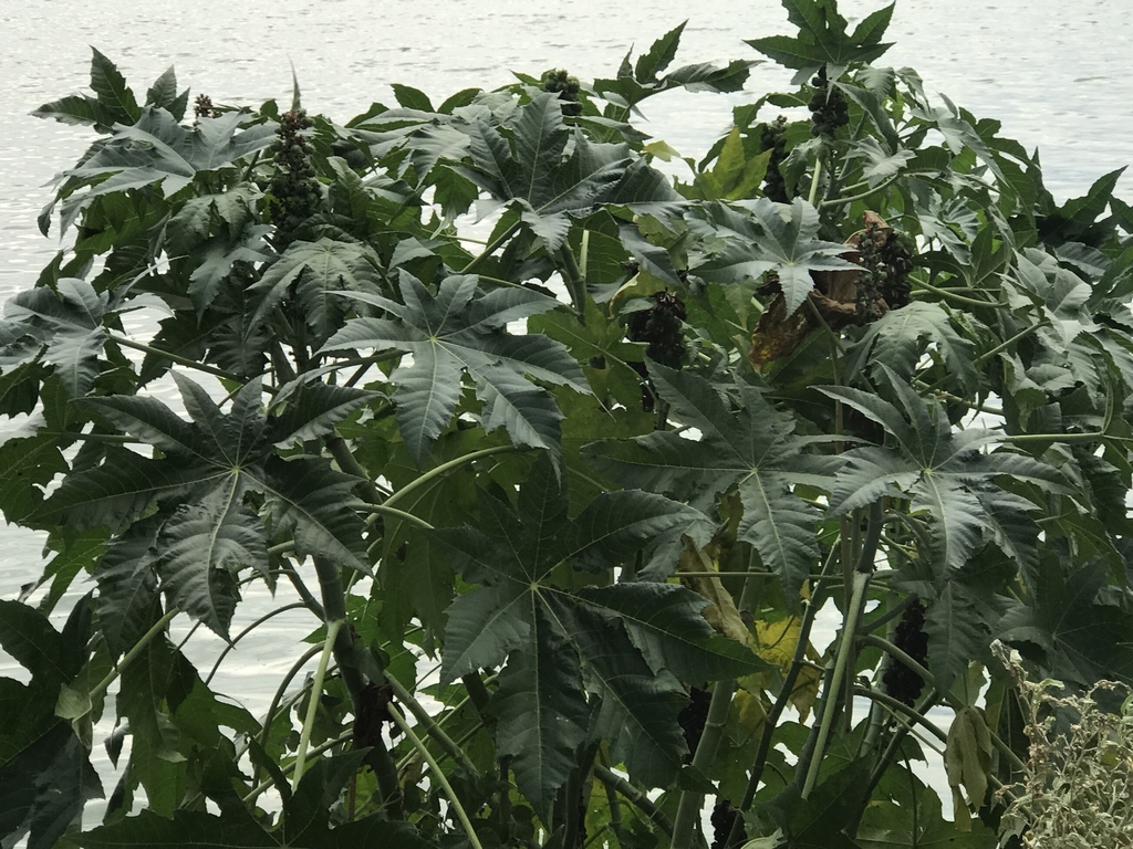 castor bean from 78725, Austin, TX, US on September 08, 2018 at 06:07 ...