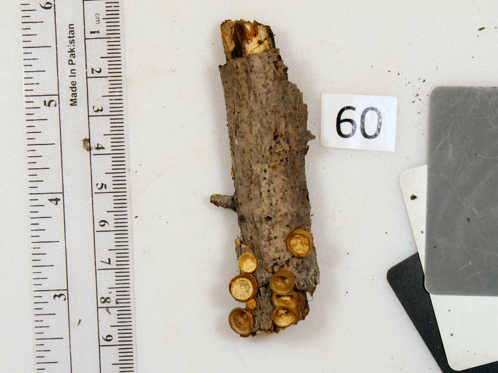 Crucibulum parvulum from 7751 South 890 West, Waveland, Indiana, 47989 ...