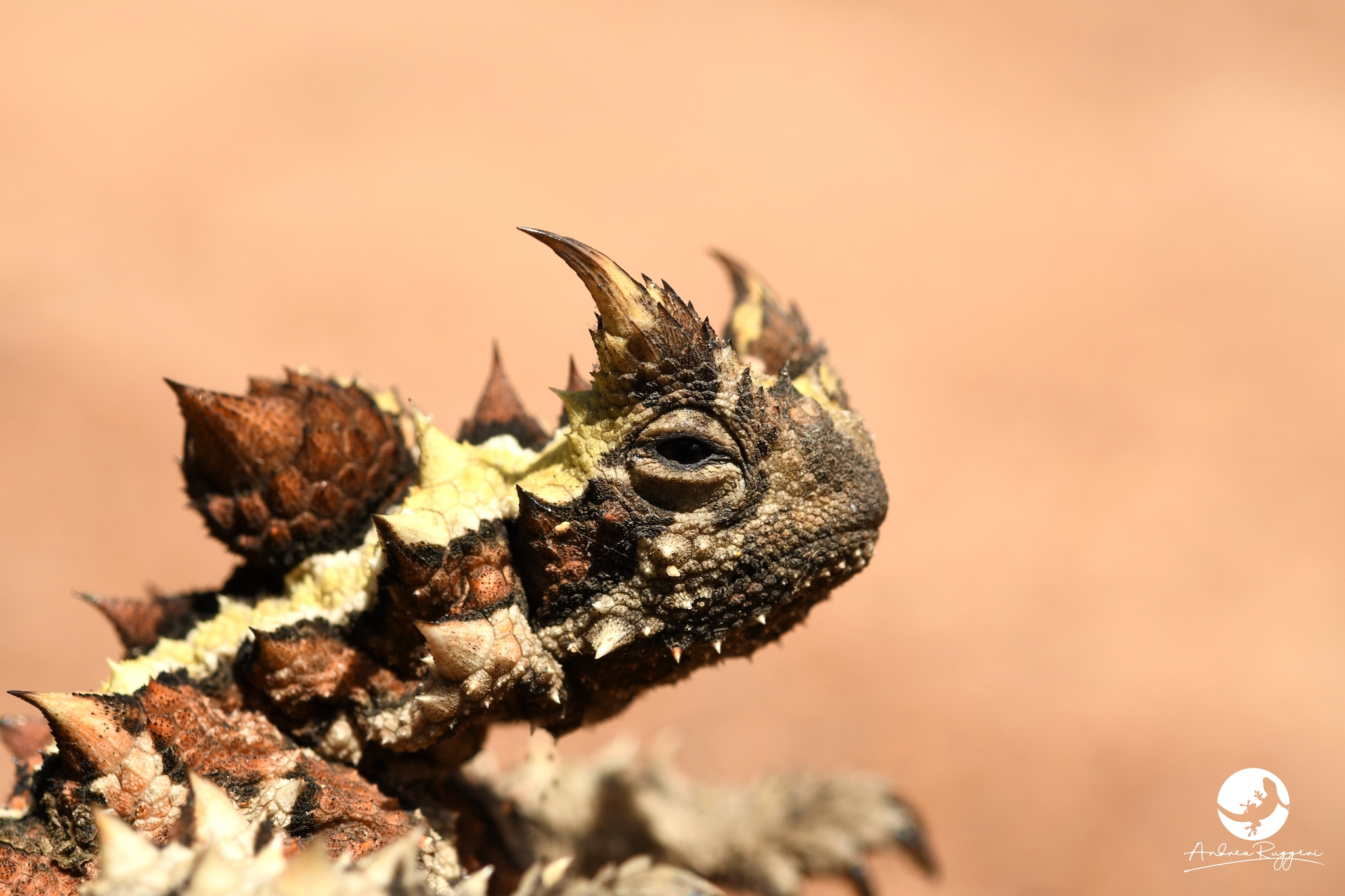 Moloch horridus Gray, 1841