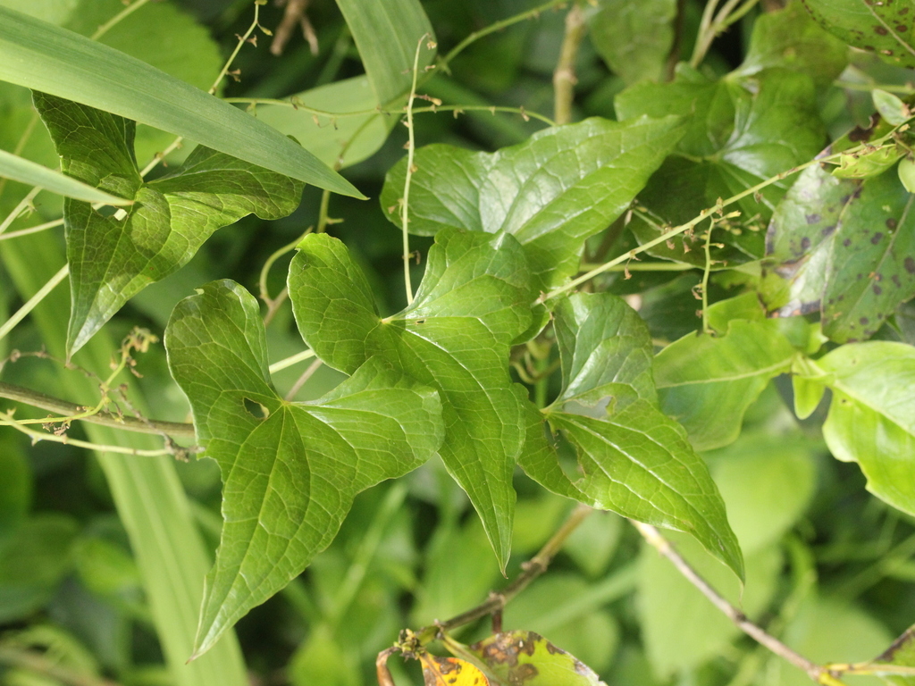 Black Bryony from Wilton, Wellington, New Zealand on November 24, 2022 ...