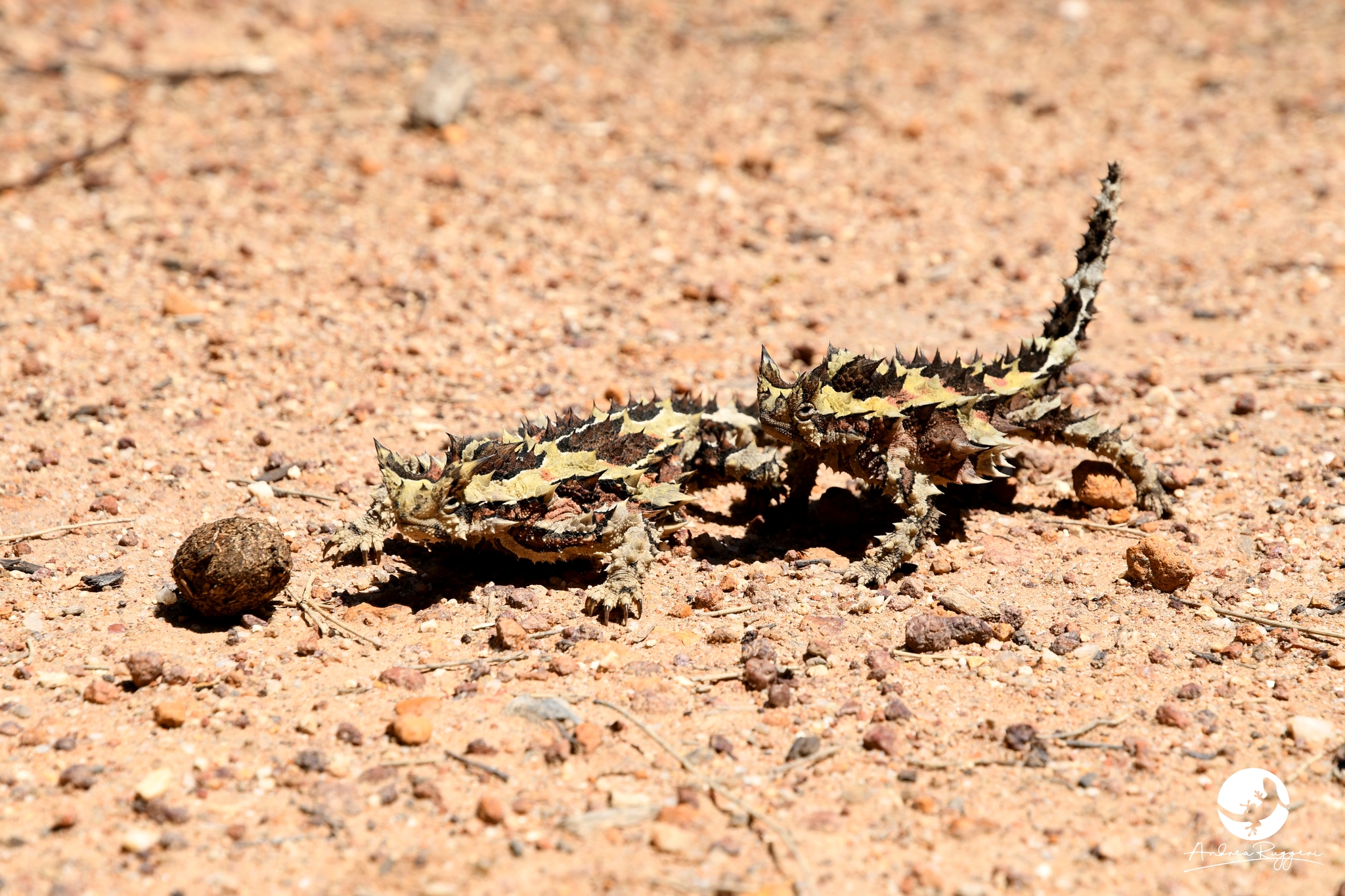 Moloch horridus Gray, 1841