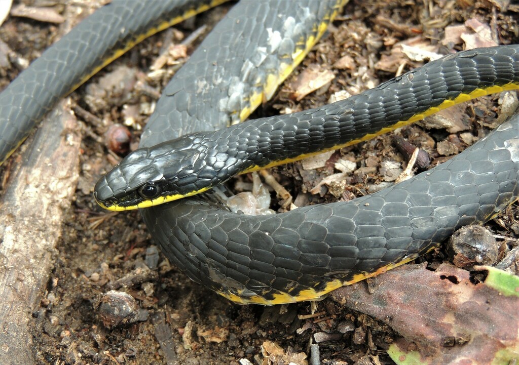 Common Tree Snake from Cape Cleveland QLD 4810, Australia on November ...