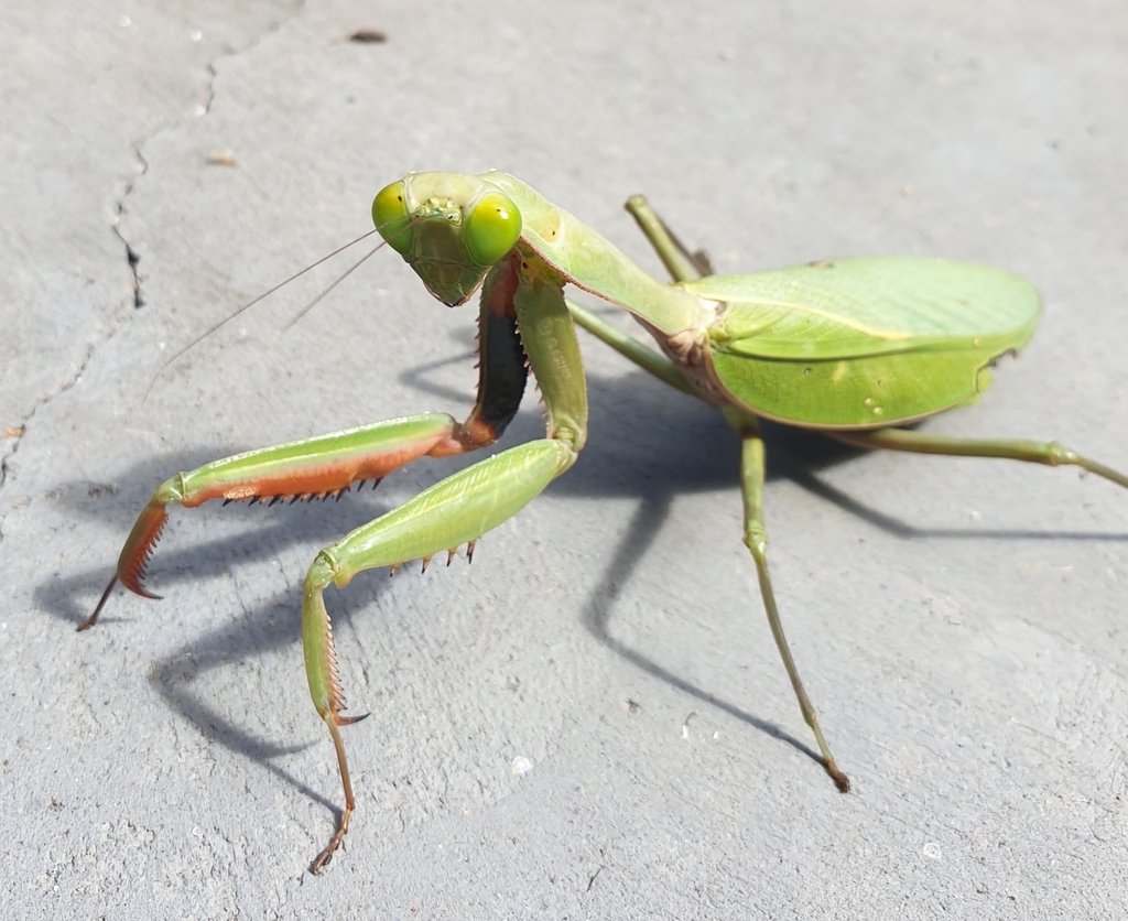 giant rainforest mantis from Kuranda QLD 4881, Australia on May 13 ...