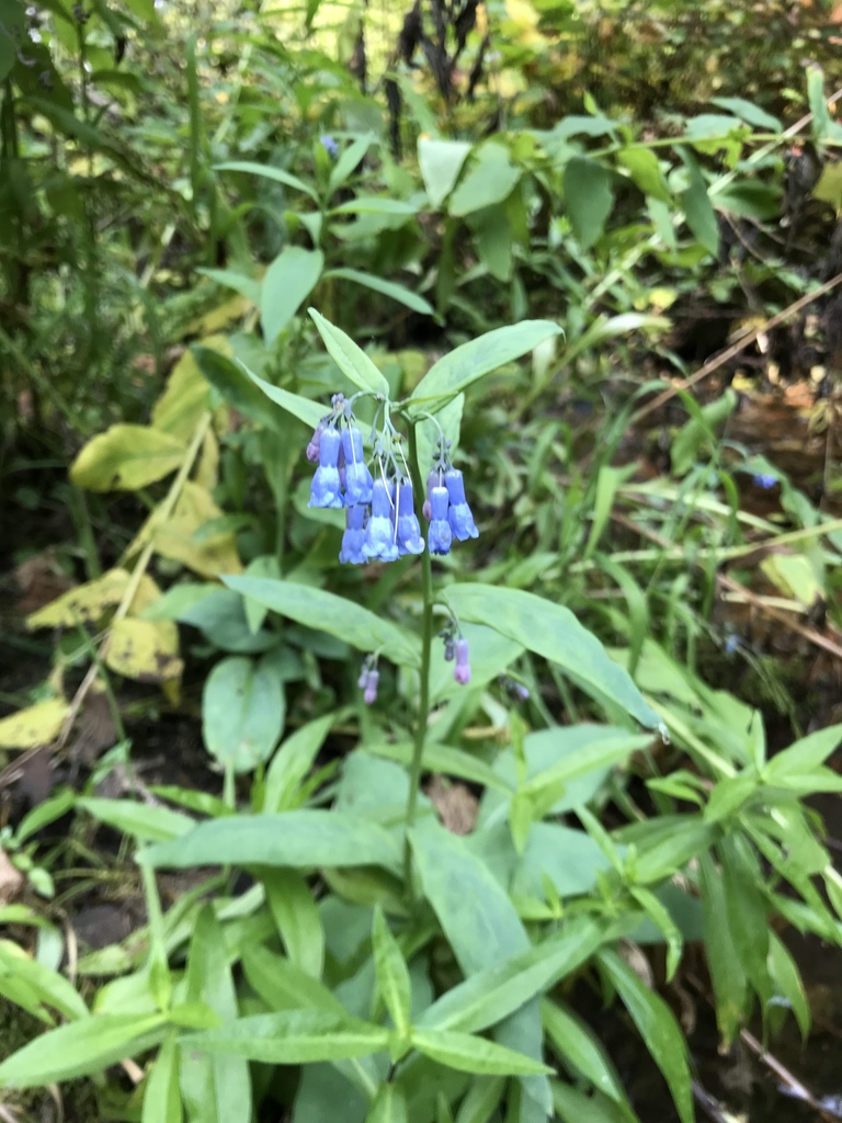mountain bluebells from 59715, Bozeman, MT, US on September 08, 2018 at ...