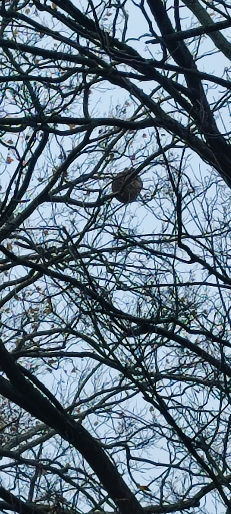 Yellow-legged Hornet from 1860 Meise, Belgium on November 28, 2022 at ...