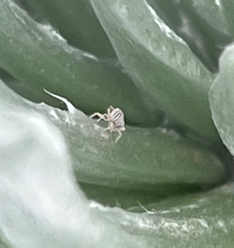 Haleakala Wilderness Check List · iNaturalist Australia