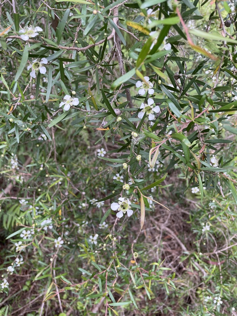 Lemon Scented Tea Tree from Cleveland Redland Bay Rd, Thornlands, QLD ...