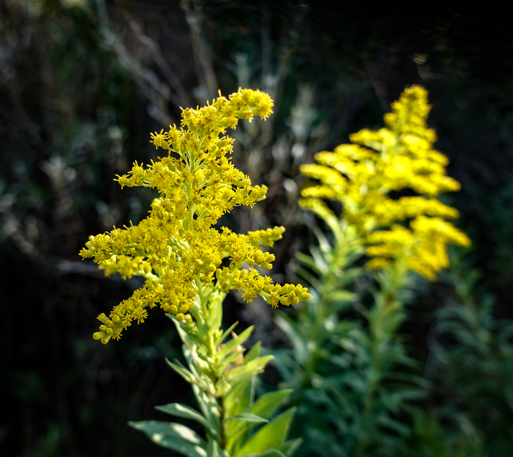 giant goldenrod from Boulder, Colorado, United States on September 7 ...
