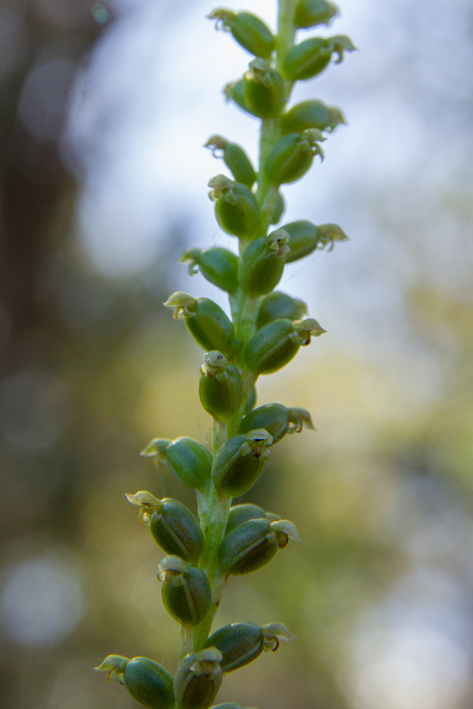 slender onion-orchid from Culburra Beach NSW 2540, Australia on ...