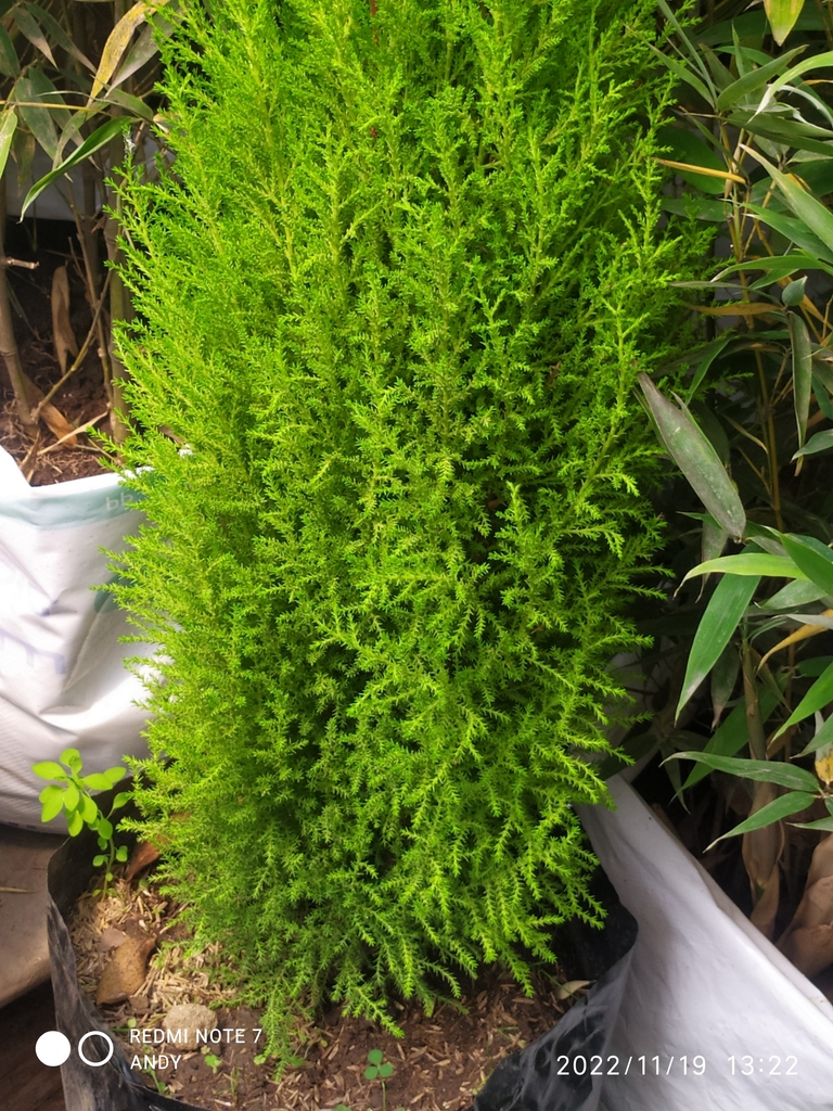 Kawaka from Sangolquí, Ecuador on November 19, 2022 at 01:22 PM by ...