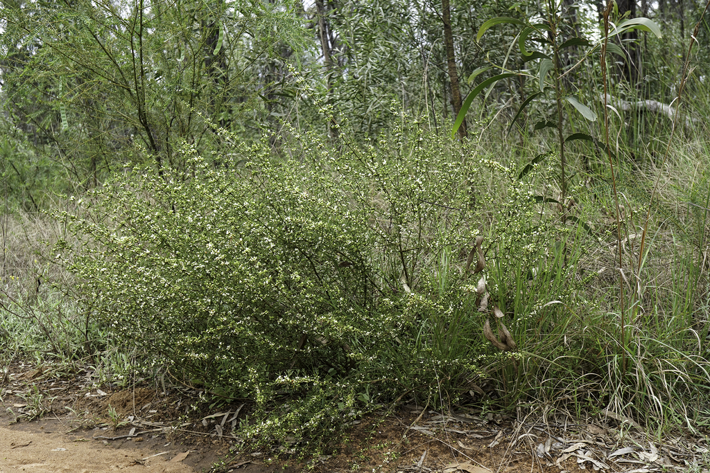 Cyanothamnus occidentalis from Woondul QLD 4357, Australia on October ...