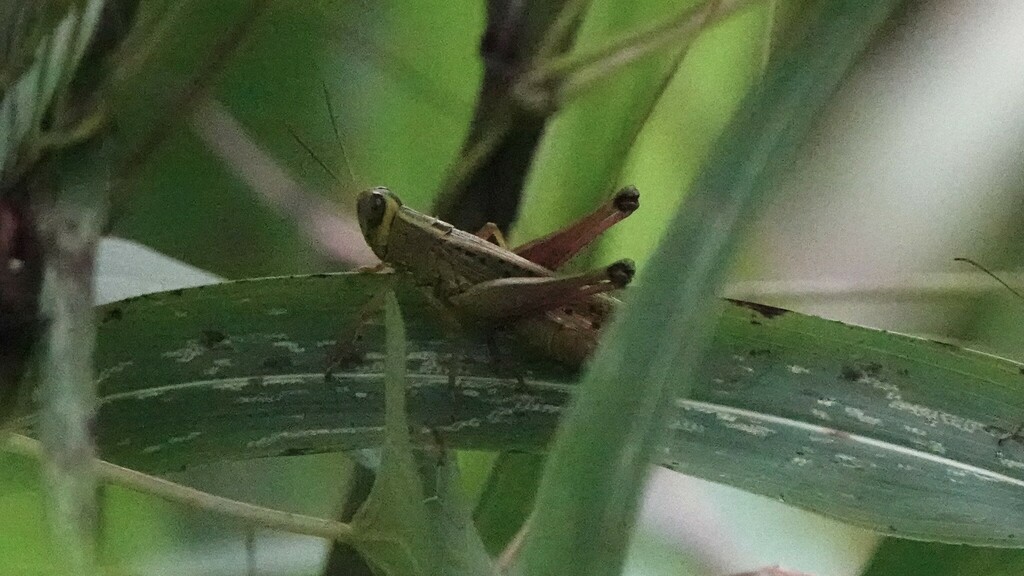 Choroedocus illustris from 5V6F+V65, Mali Nagar, Aarey Colony, Goregaon ...