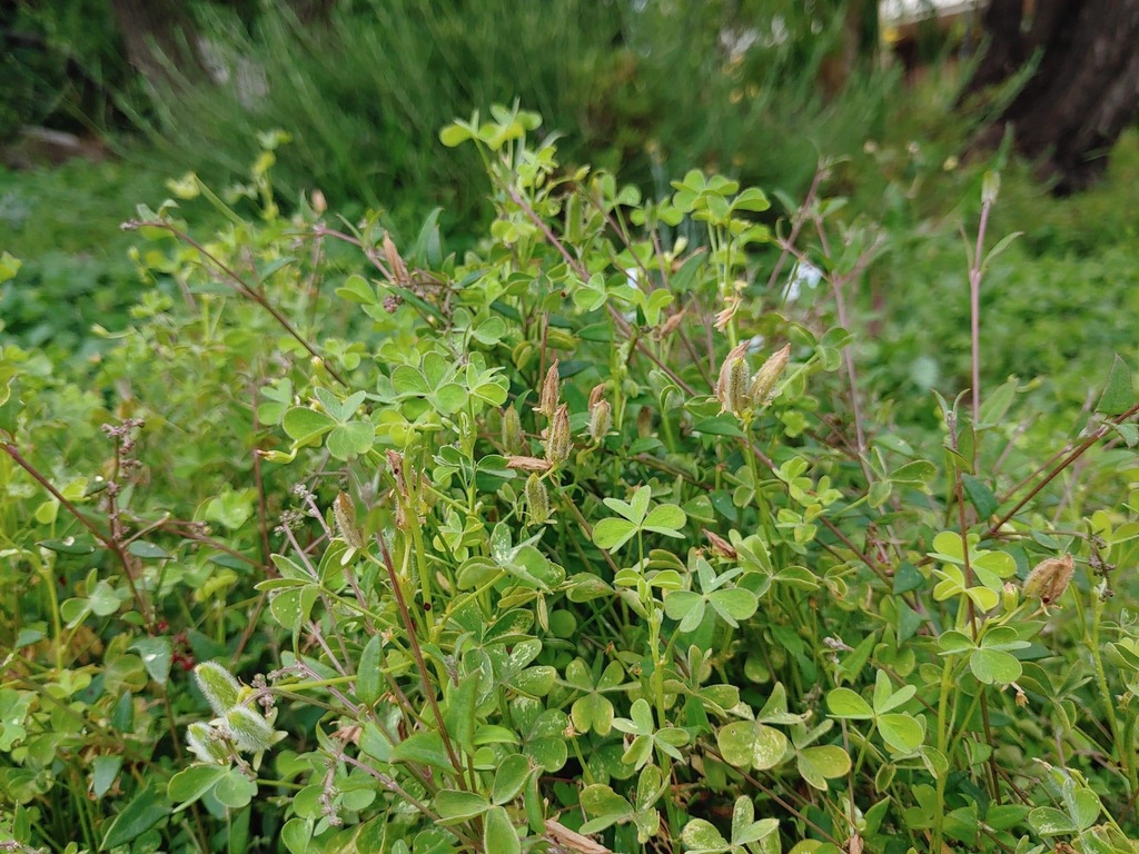 woody-root woodsorrel from Adelaide SA, Australia on November 28, 2022 ...