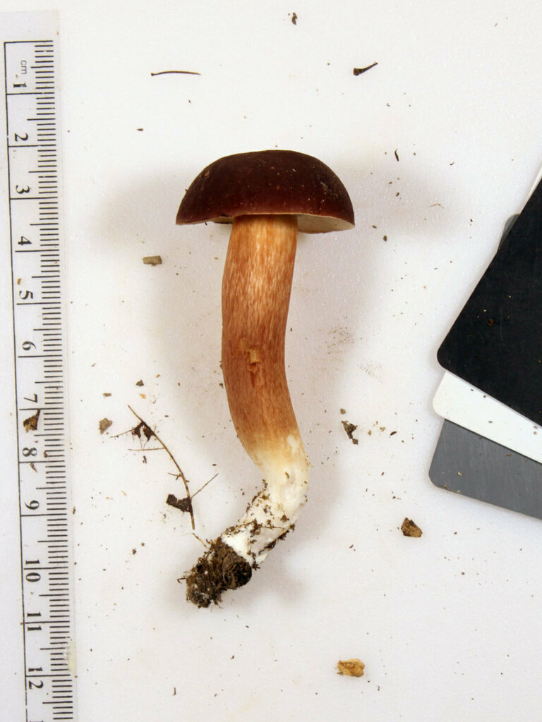 Xanthoconium purpureum from Horticulture Park, West Lafayette, Indiana ...