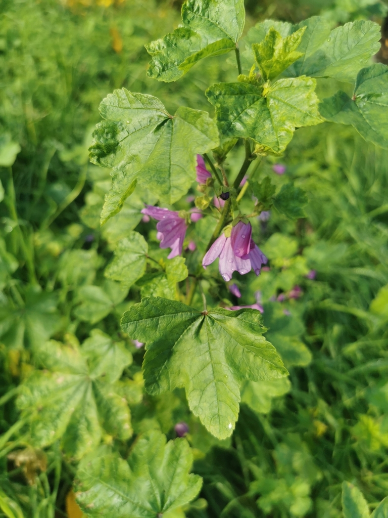 Common Mallow from Paris on November 28, 2022 at 12:21 PM by mehdiabed ...